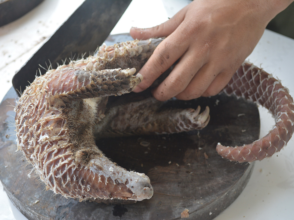 Pangolin - SVW - Save Vietnam's Wildlife
