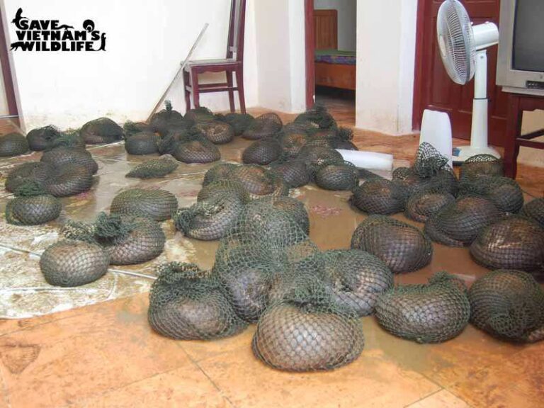 Pangolin - SVW - Save Vietnam's Wildlife
