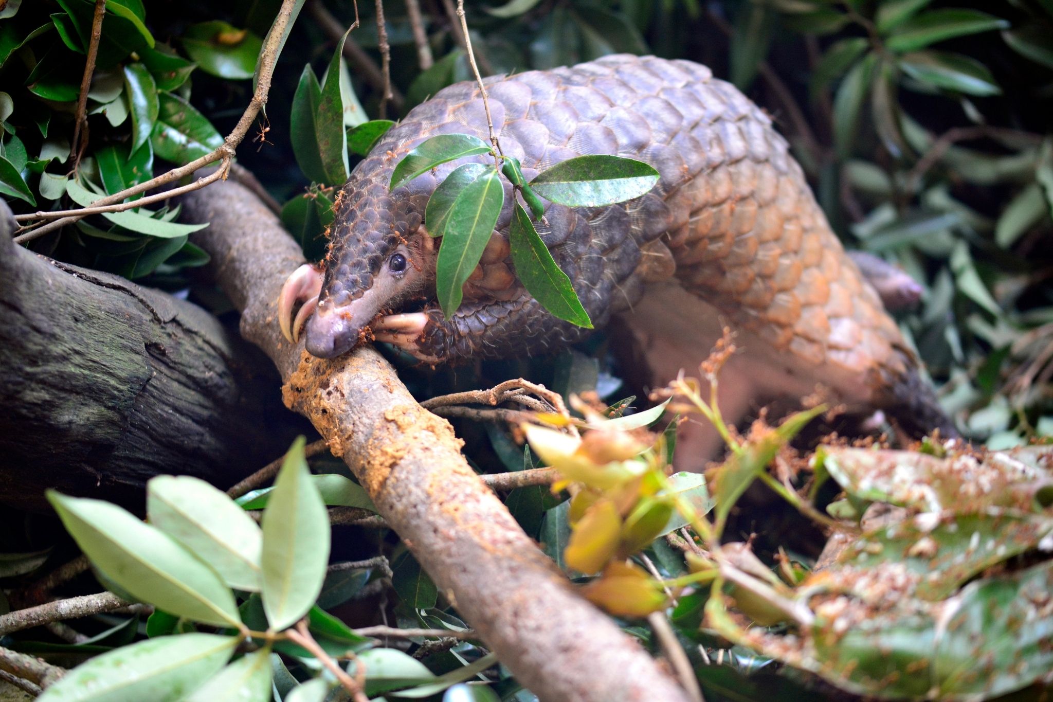 The forest, the drawers, the letter and the Pangolin - SVW - Save ...