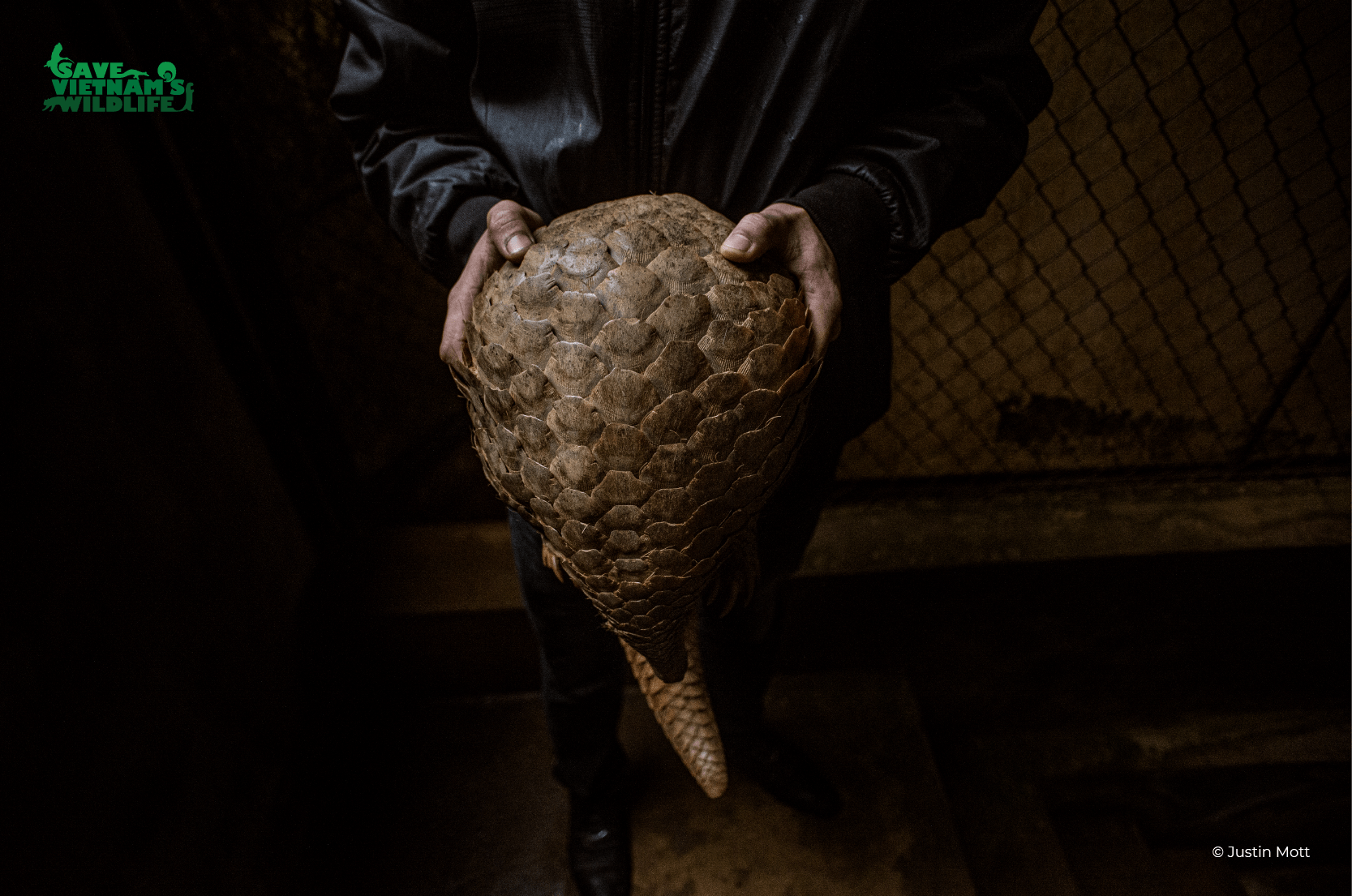 Happy World Pangolin Day - SVW - Save Vietnam's Wildlife