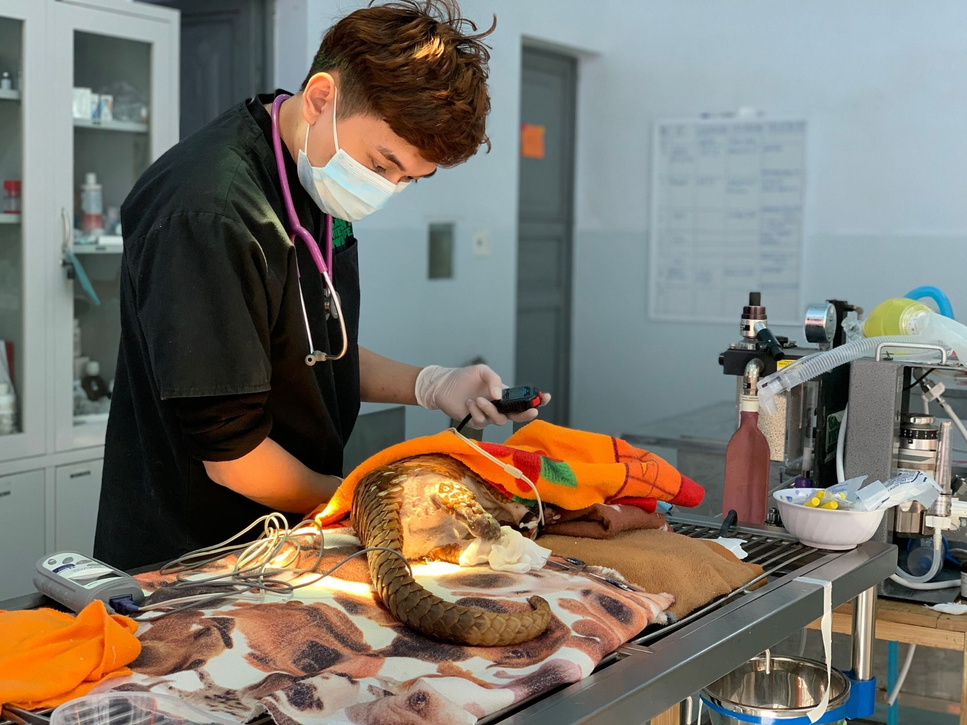 Wildlife Rescue and Rehabilitation - SVW - Save Vietnam's Wildlife