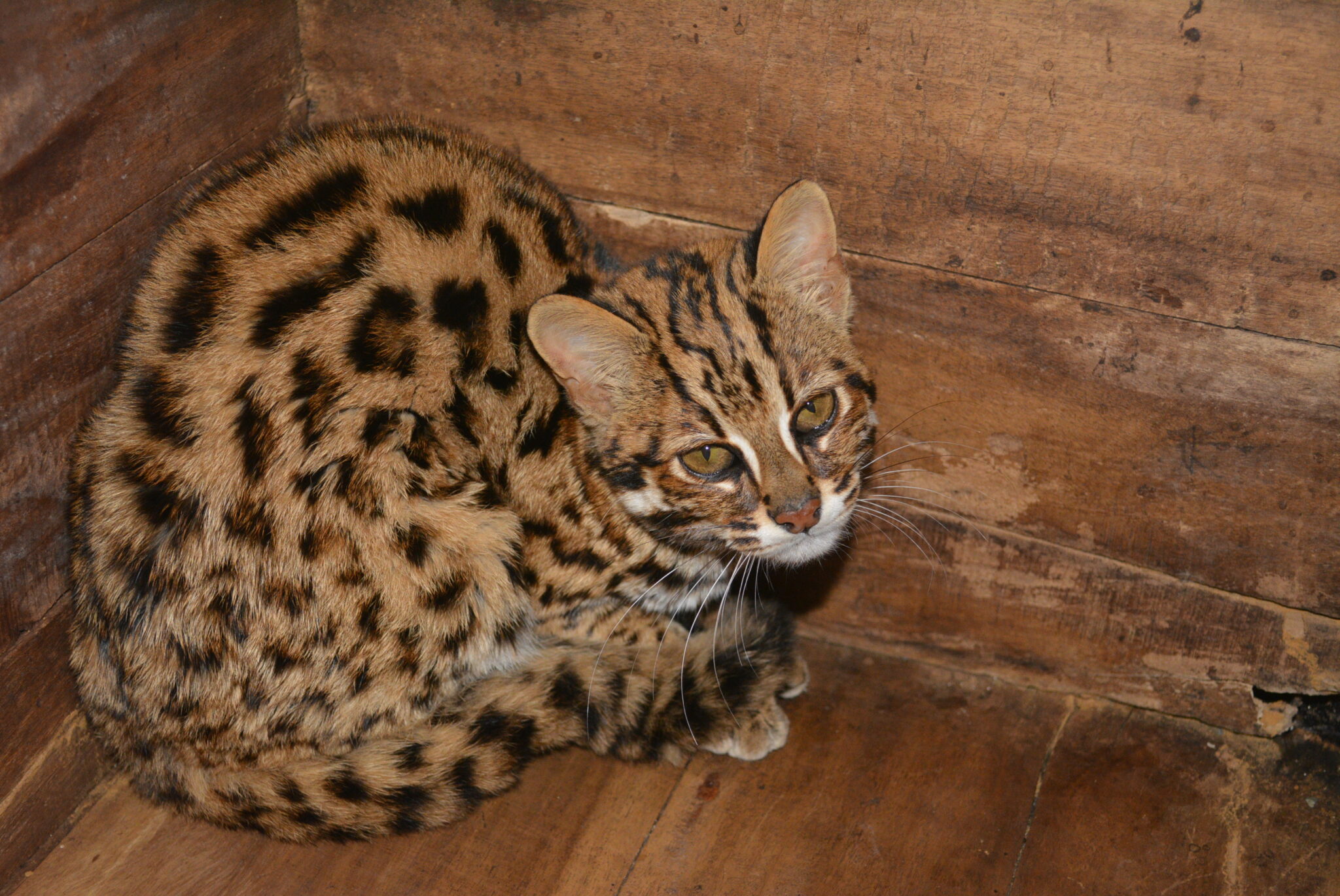 Leopard Cat - SVW - Save Vietnam's Wildlife