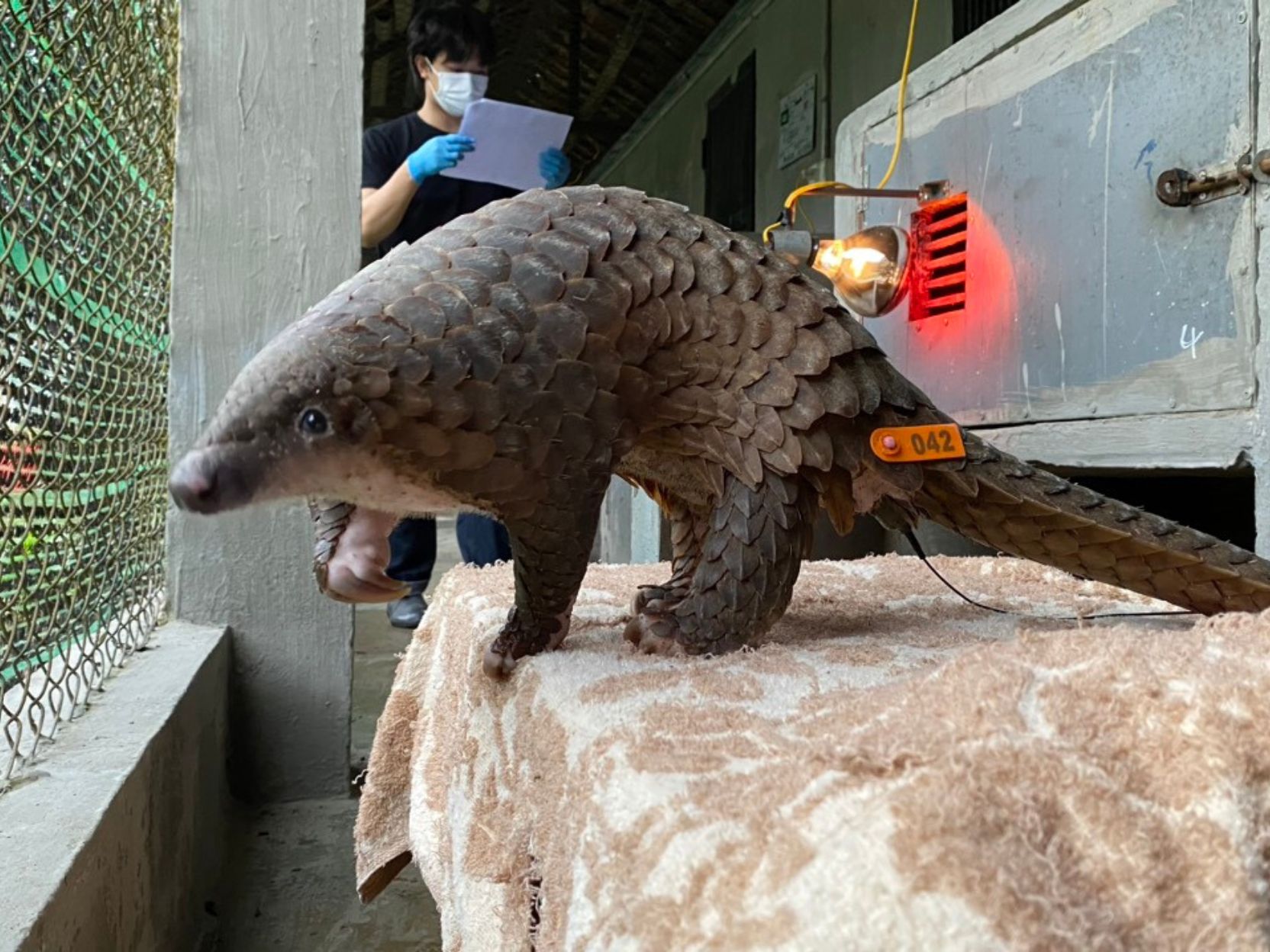 First Pangolins Release Trip in 2023 - SVW - Save Vietnam's Wildlife