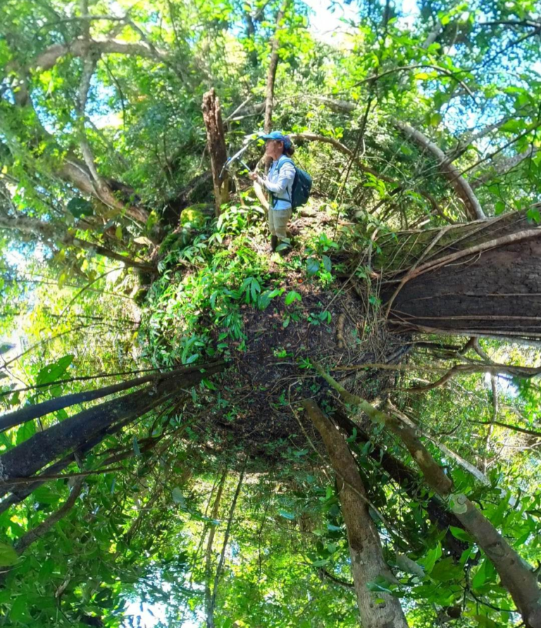 First Pangolins Release Trip in 2023 - SVW - Save Vietnam's Wildlife