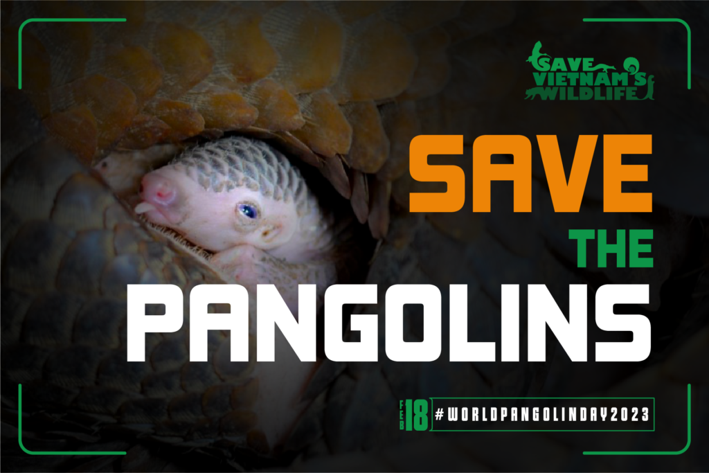 Happy World Pangolin Day - SVW - Save Vietnam's Wildlife