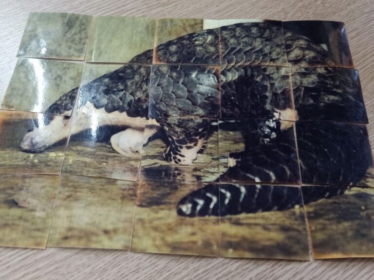 Learning Activities for Students on World Pangolin Day to Explore ...