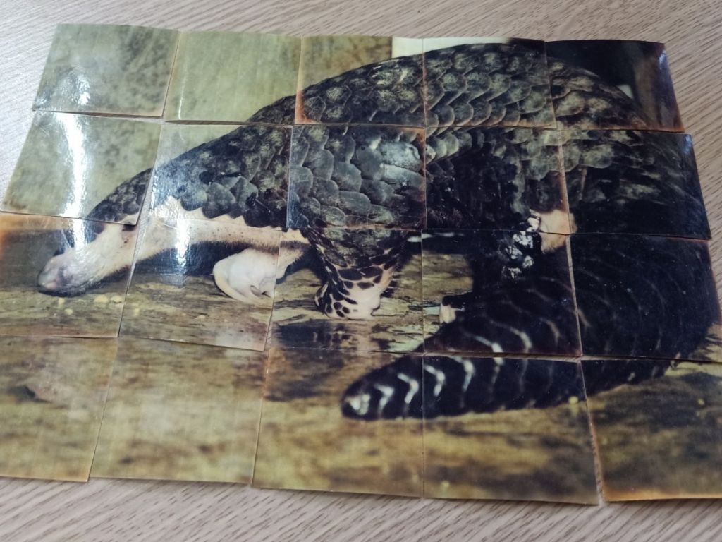 Learning Activities for Students on World Pangolin Day to Explore ...