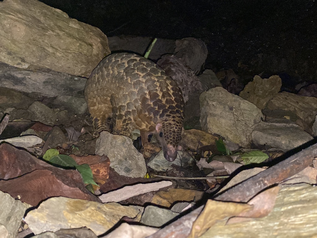 Release 15 Sunda pangolins back into the wild - SVW - Save Vietnam's ...