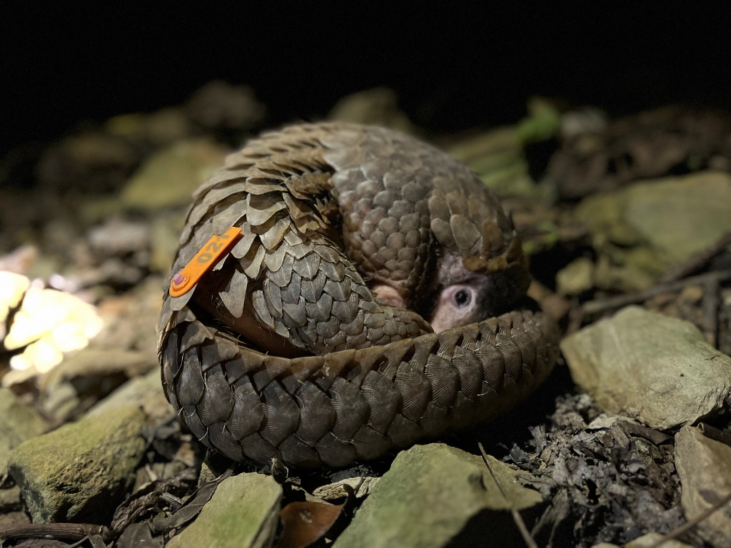 Release 15 Sunda pangolins back into the wild - SVW - Save Vietnam's ...