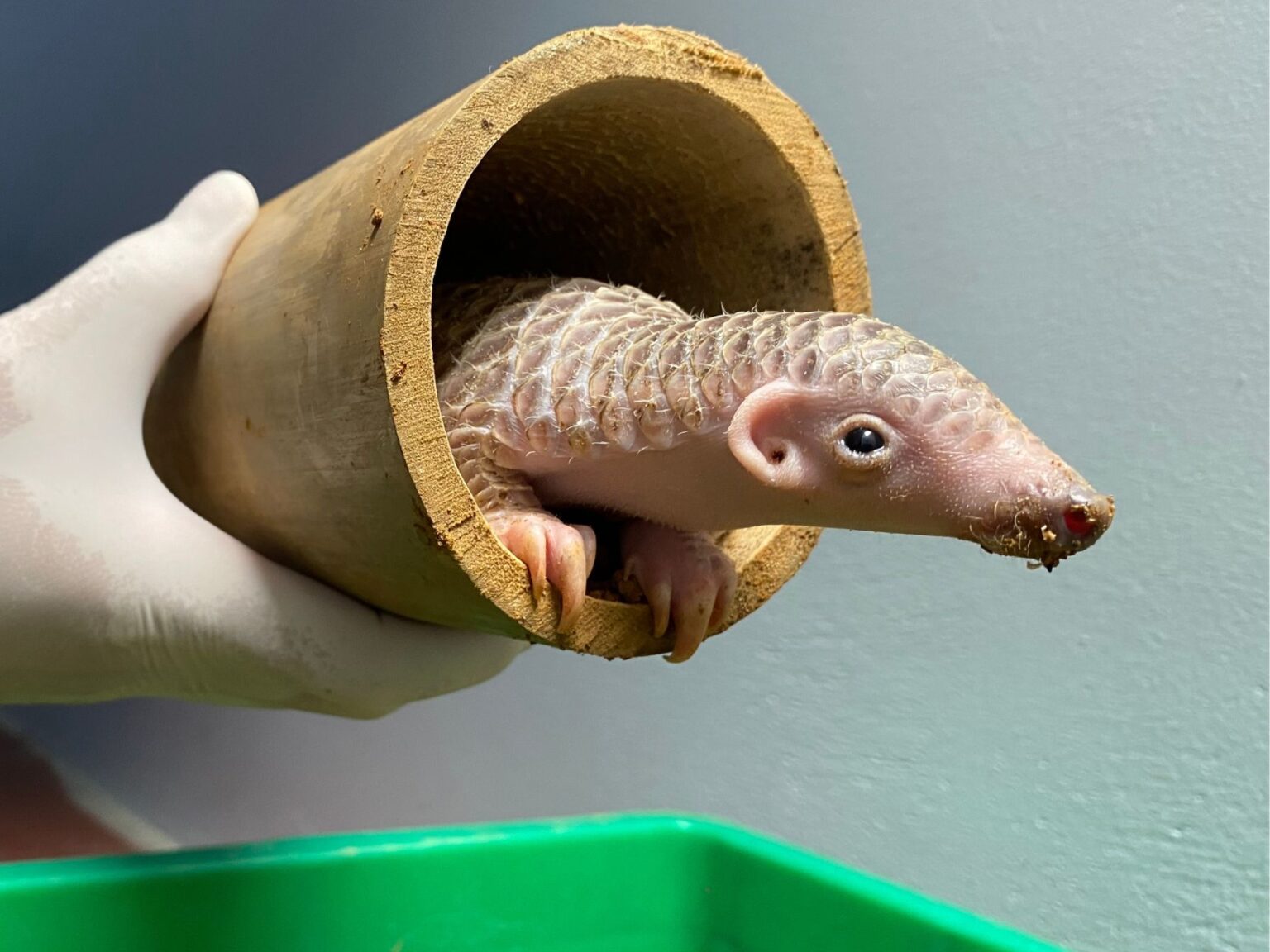 Behind the pangolin rehabilitation: The hard work of SVW's keepers and ...