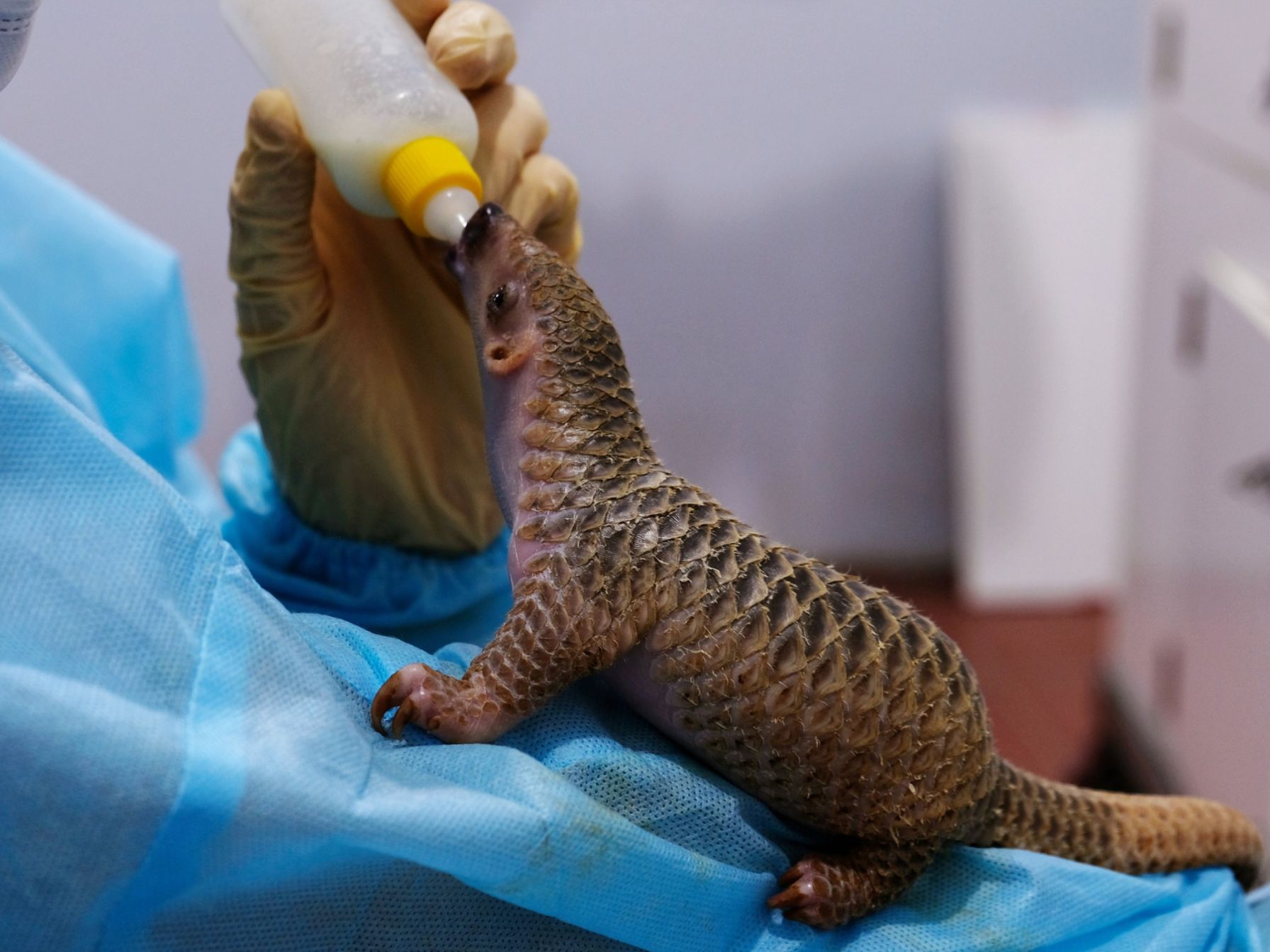 Behind the pangolin rehabilitation: The hard work of SVW's keepers and ...