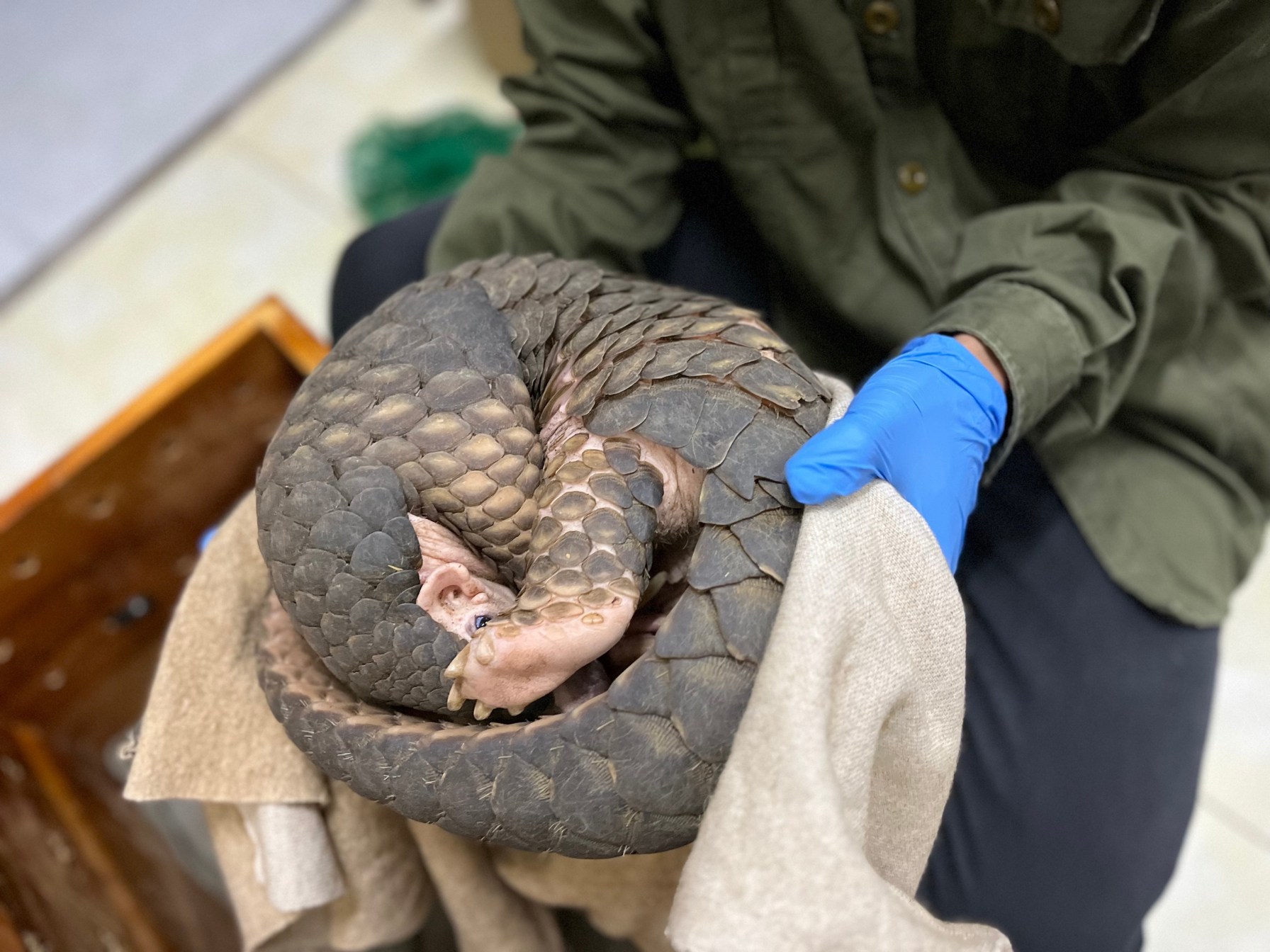 Rescue of a Chinese Pangolin in Hoa Binh - SVW - Save Vietnam's Wildlife