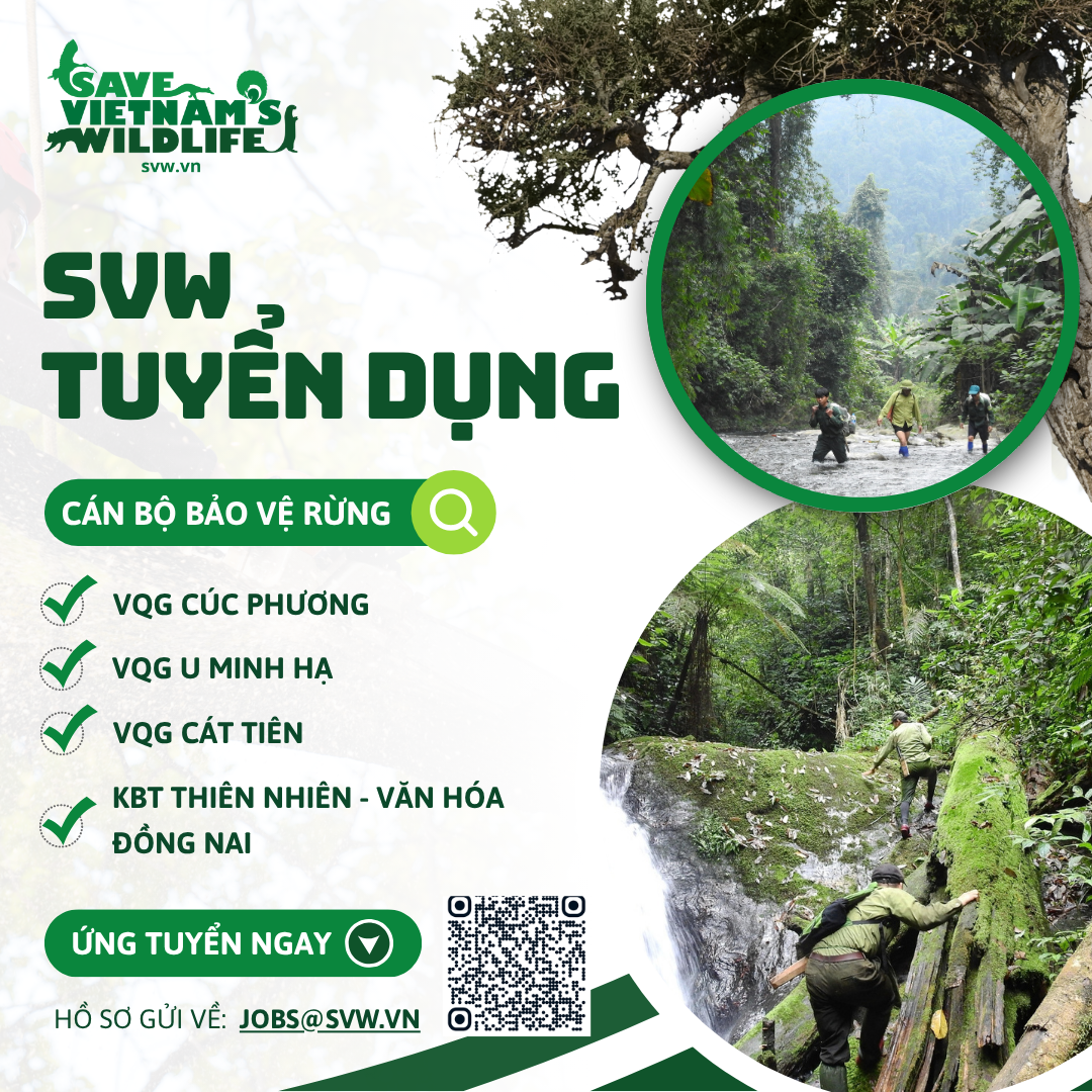 SVW Tuyển dụng vị trí: CÁN BỘ BẢO VỆ RỪNG (ANTI-POACHING) - SVW - Save Vietnam's Wildlife